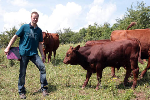 "Bundesarbeitsgemeinschaft Rotes Höhenvieh"